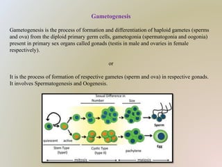 Gametogenesis Definition