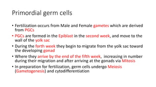 Gametogenesis | PPTX