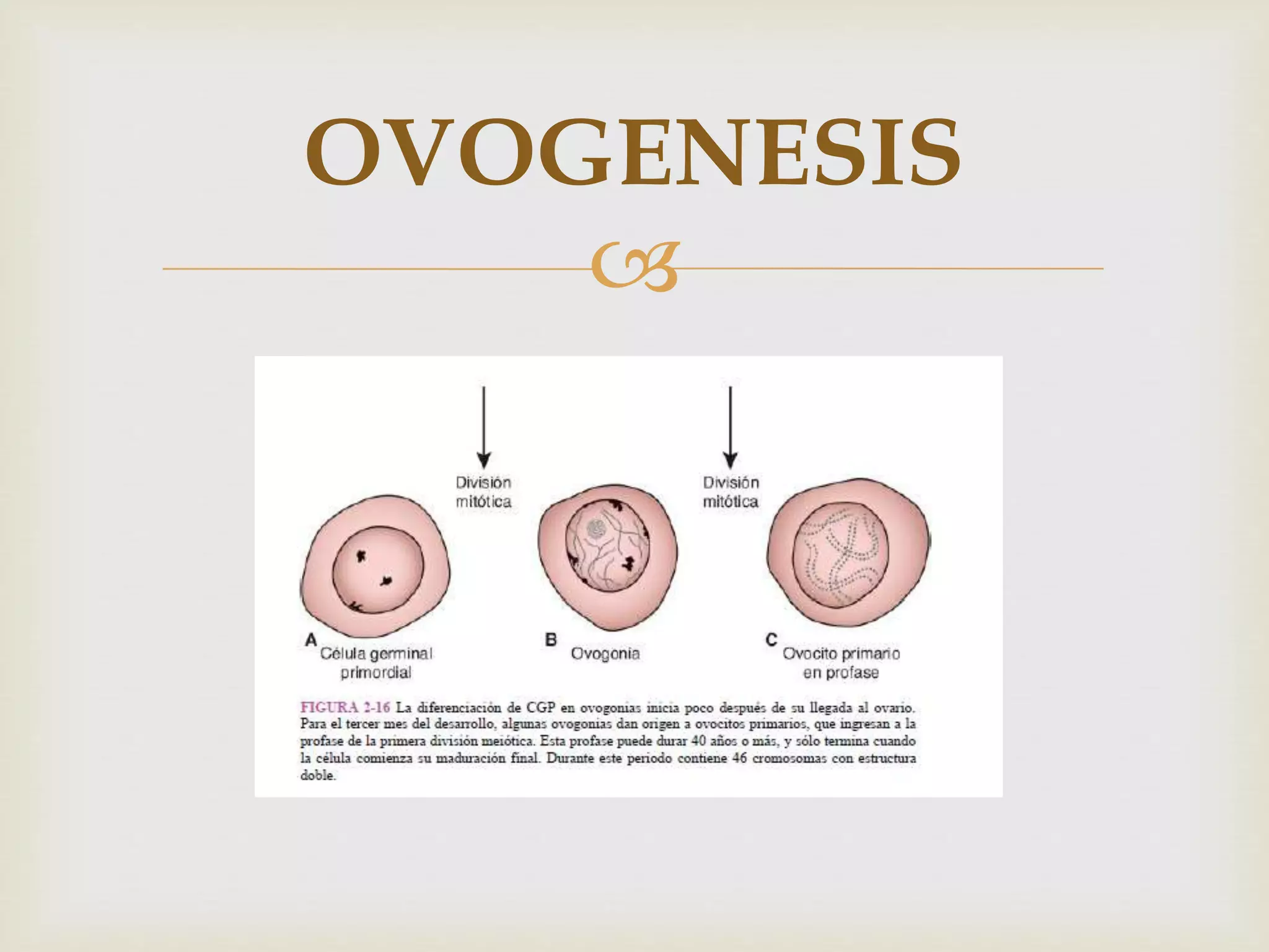 GAMETOGENESIS.pptx