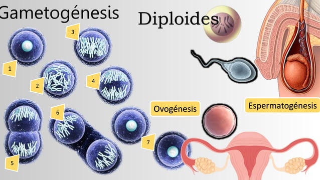 gametogenesis.pptx