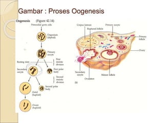 GAMETOGENESIS.ppt
