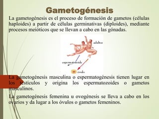 GAMETOGENESIS, ovogenesis, espermatogenesis | PPTX