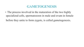 Embryonic development and Gametogenesis.pptx | Infertility ...