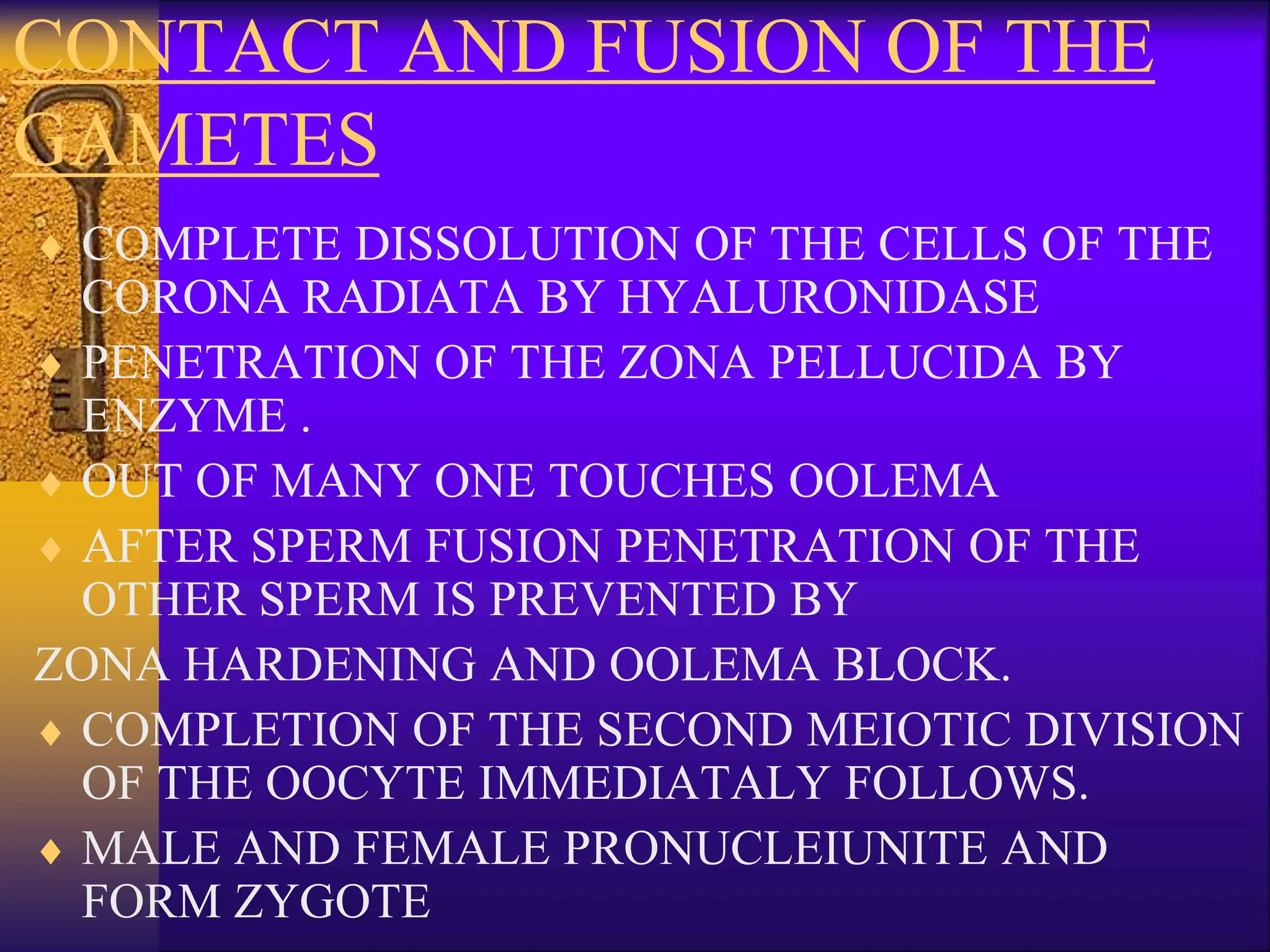 GAMETOGENESIS in functions of reproductive system | PPT