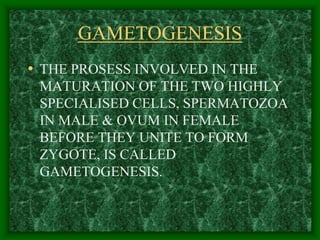 GAMETOGENESIS in functions of reproductive system | PPT