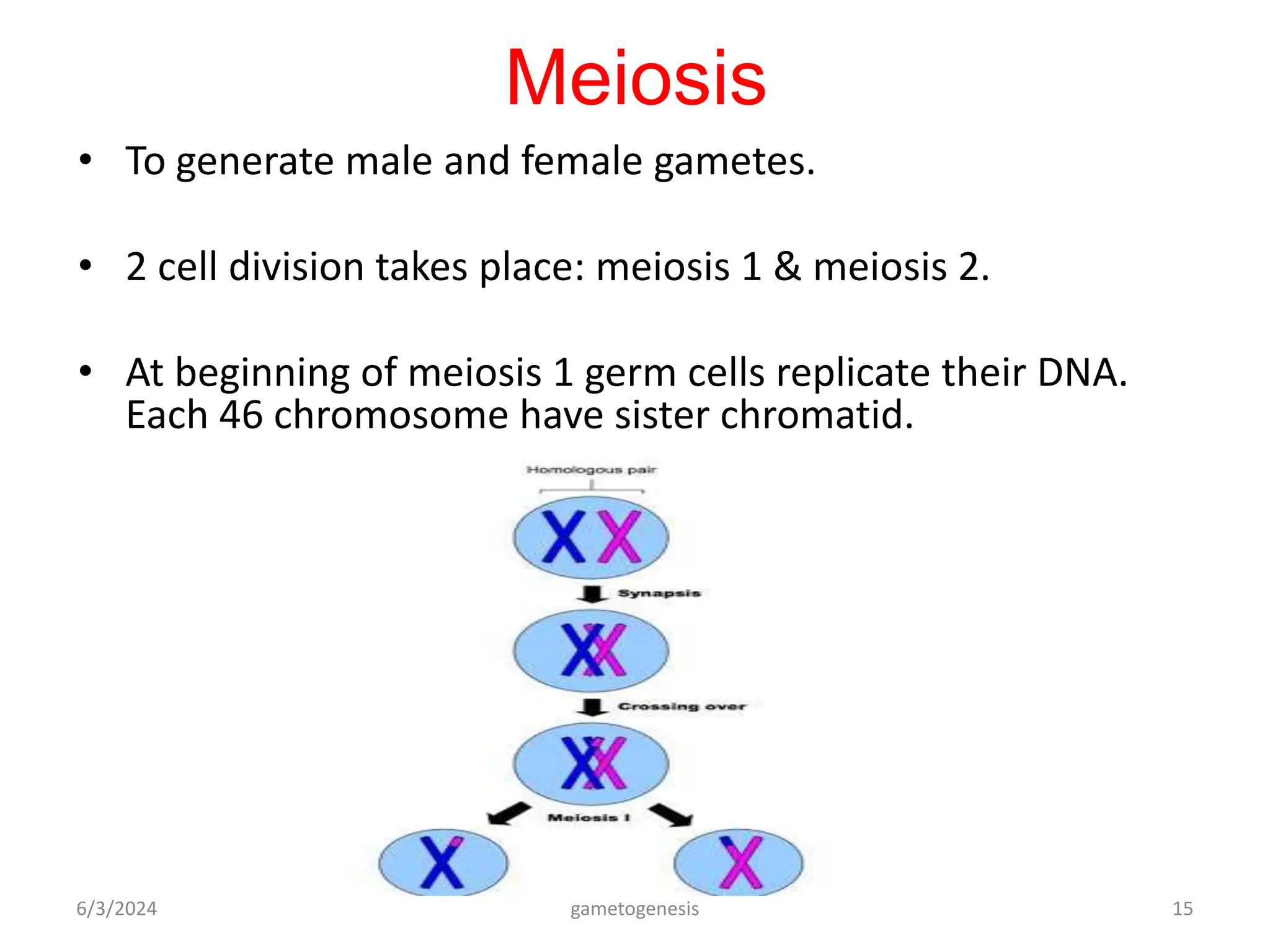 gametogenesis - general embryology presentation | PPTX