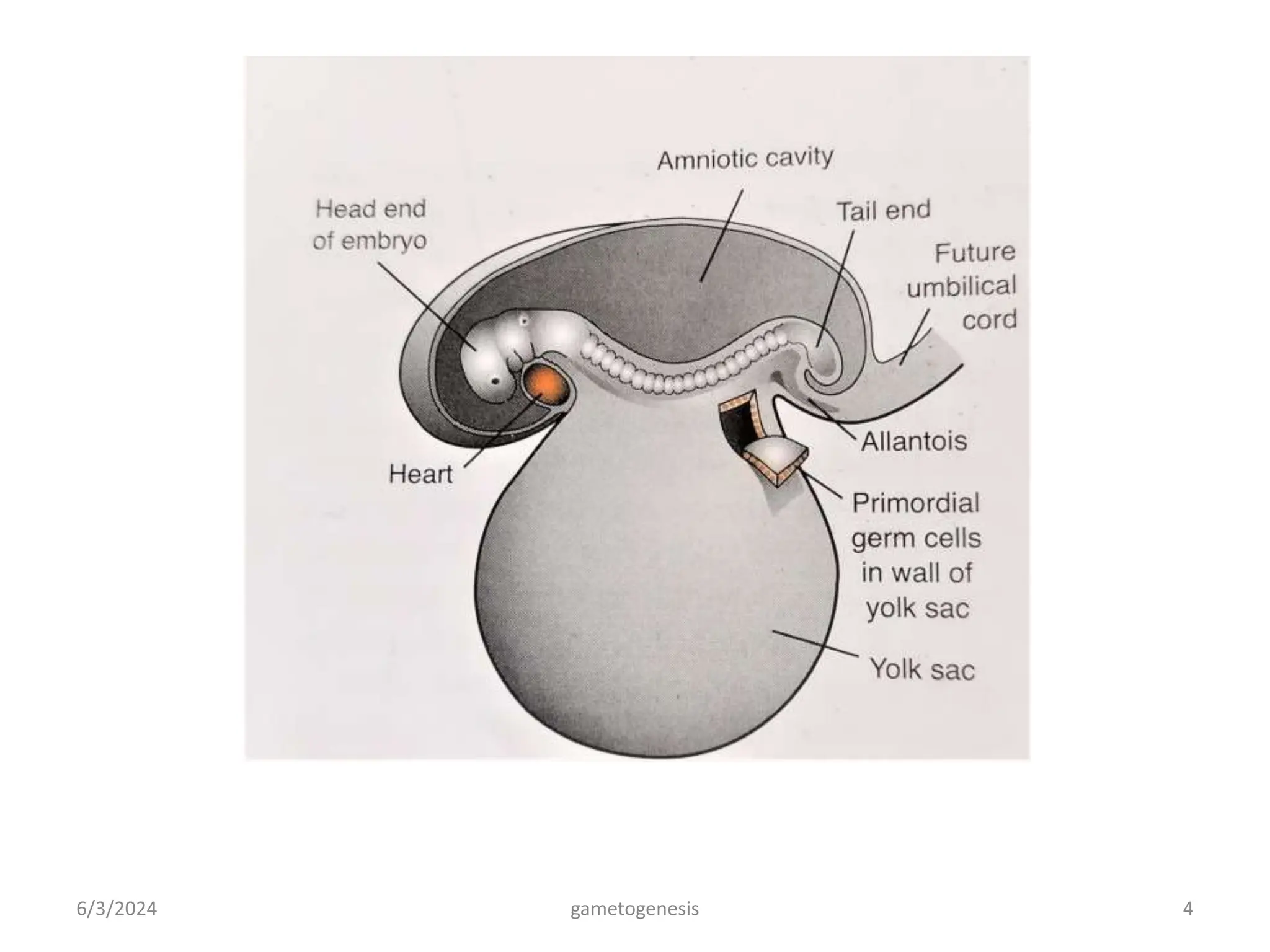 gametogenesis - general embryology presentation | PPTX