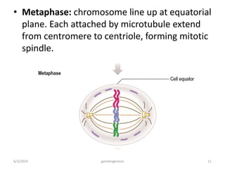 gametogenesis - general embryology presentation | PPTX