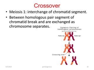 gametogenesis - general embryology presentation | PPTX