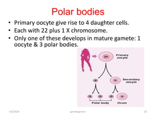 gametogenesis - general embryology presentation | PPTX