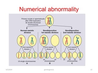 gametogenesis - general embryology presentation | PPTX