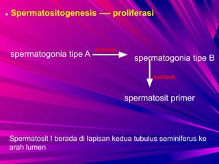 GAMETOGENESIS dan proses terbentuknya sel gonad.ppt.pdf