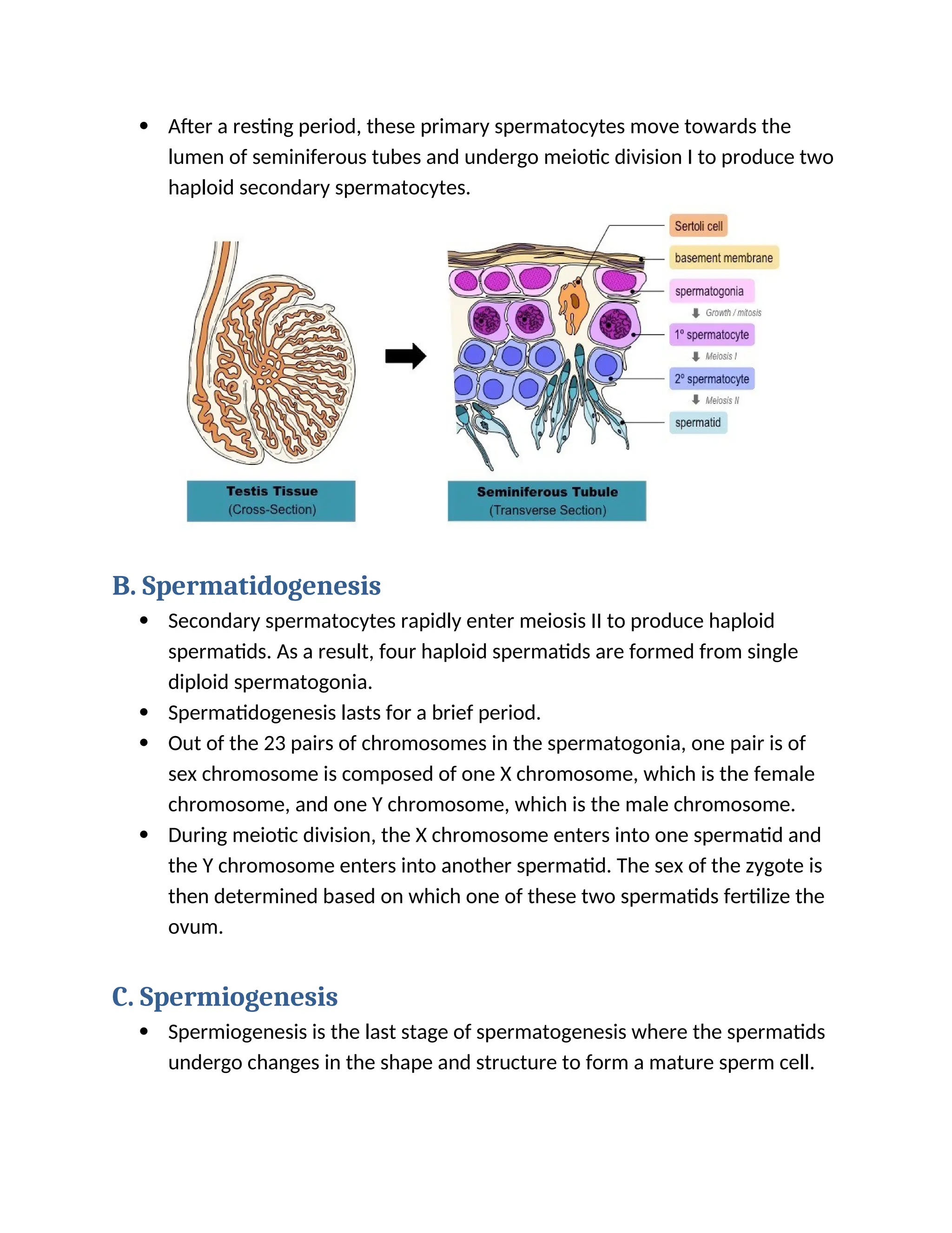 Gametogenesis - Spermatogenesis, Oogenesis - Developmental Biology.docx