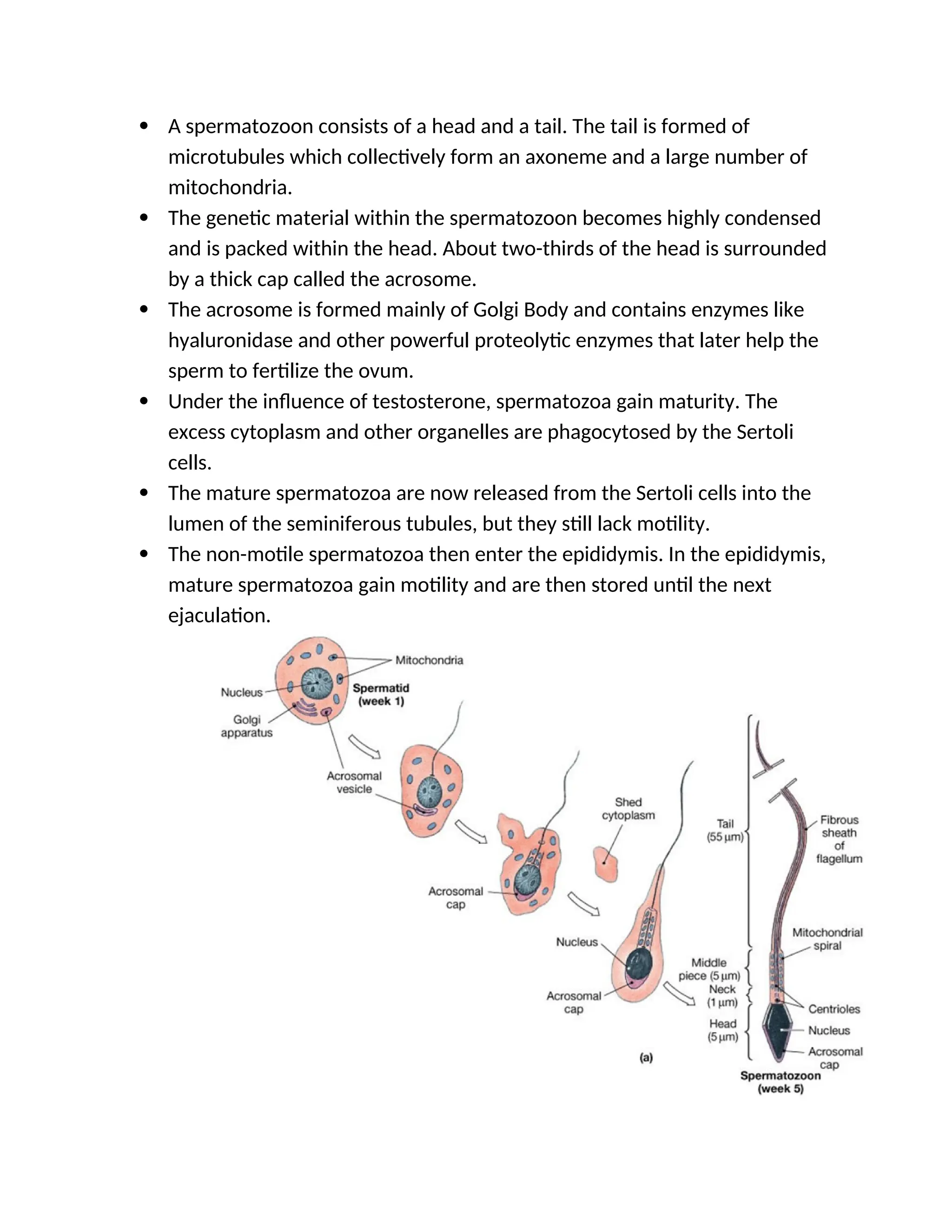 Gametogenesis - Spermatogenesis, Oogenesis - Developmental Biology.docx