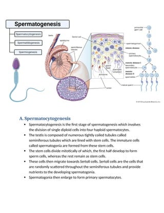Gametogenesis - Spermatogenesis, Oogenesis - Developmental Biology.docx