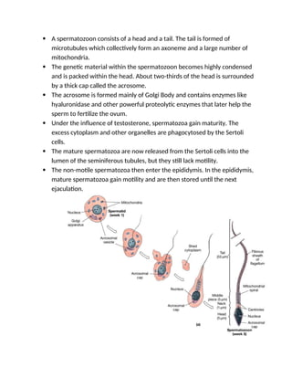 Gametogenesis - Spermatogenesis, Oogenesis - Developmental Biology.docx