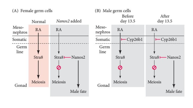 The Origin of Life: Gamete Formation Unveiled (Gametogenesis) | PPTX