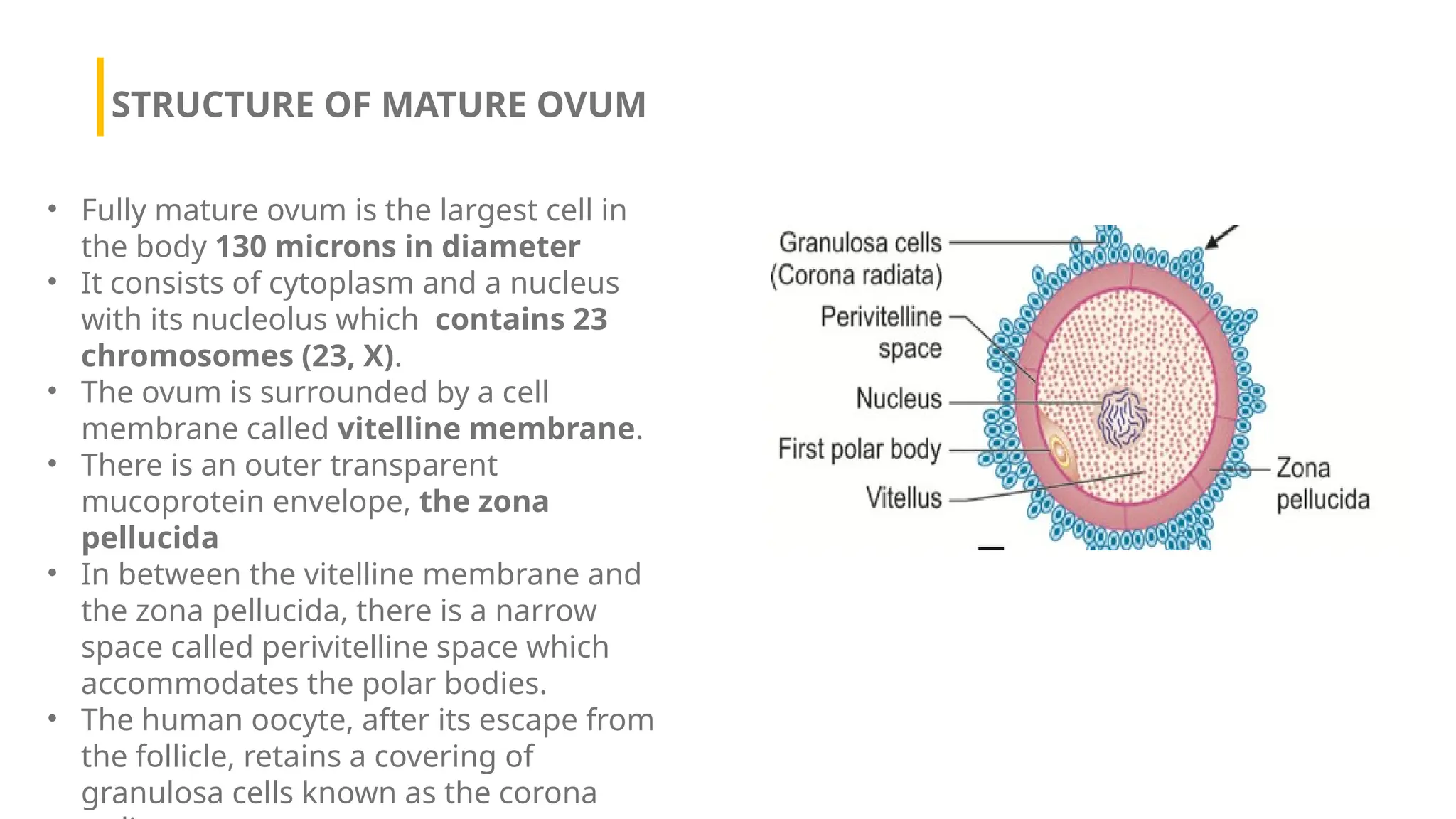 gametogenesis.pptx anatomy and embryology very imporant slides | PPTX