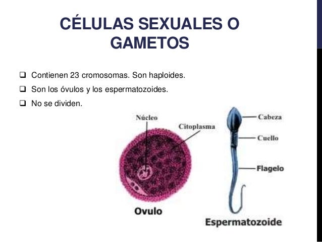 Gametogenesis
