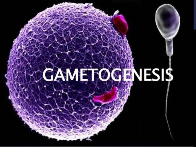Gametogenesis