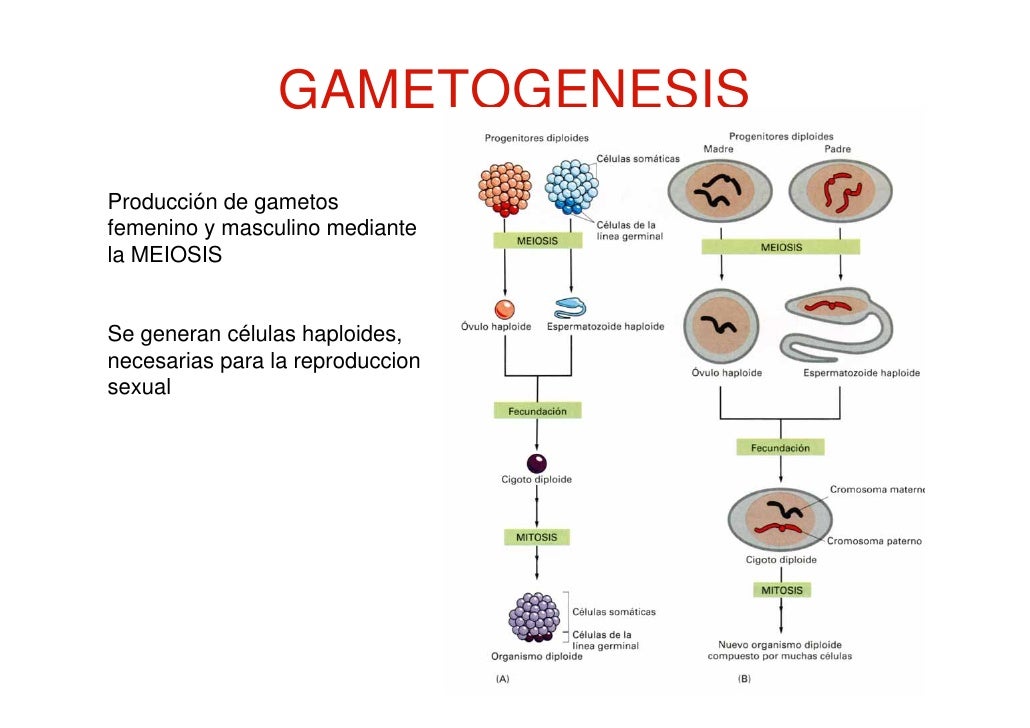 Gametogenesis2