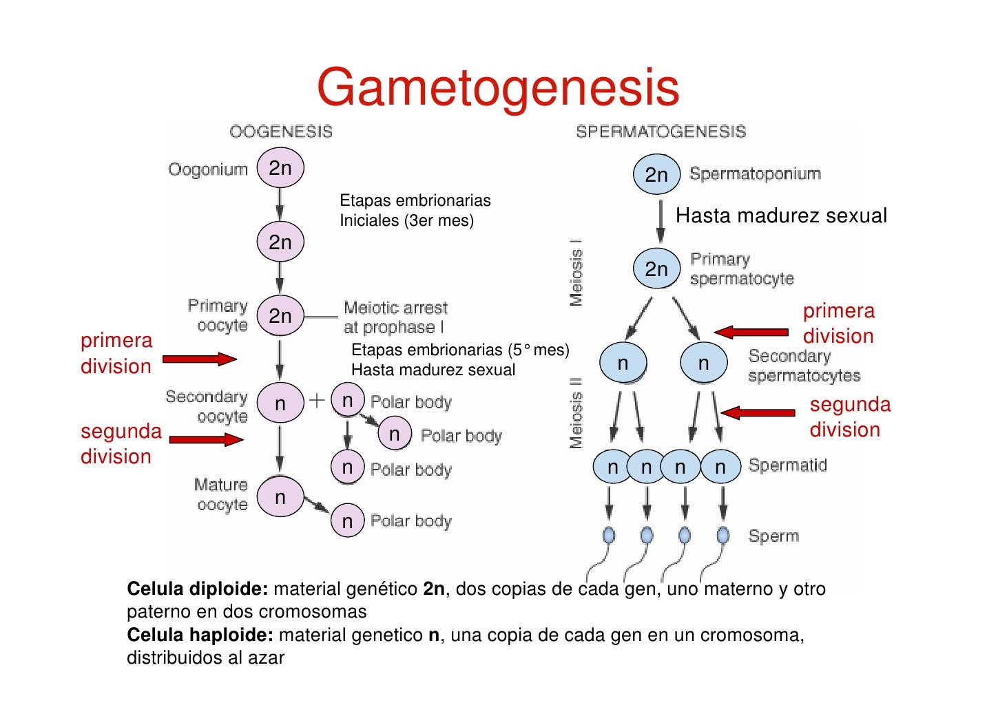 Gametogenesis2