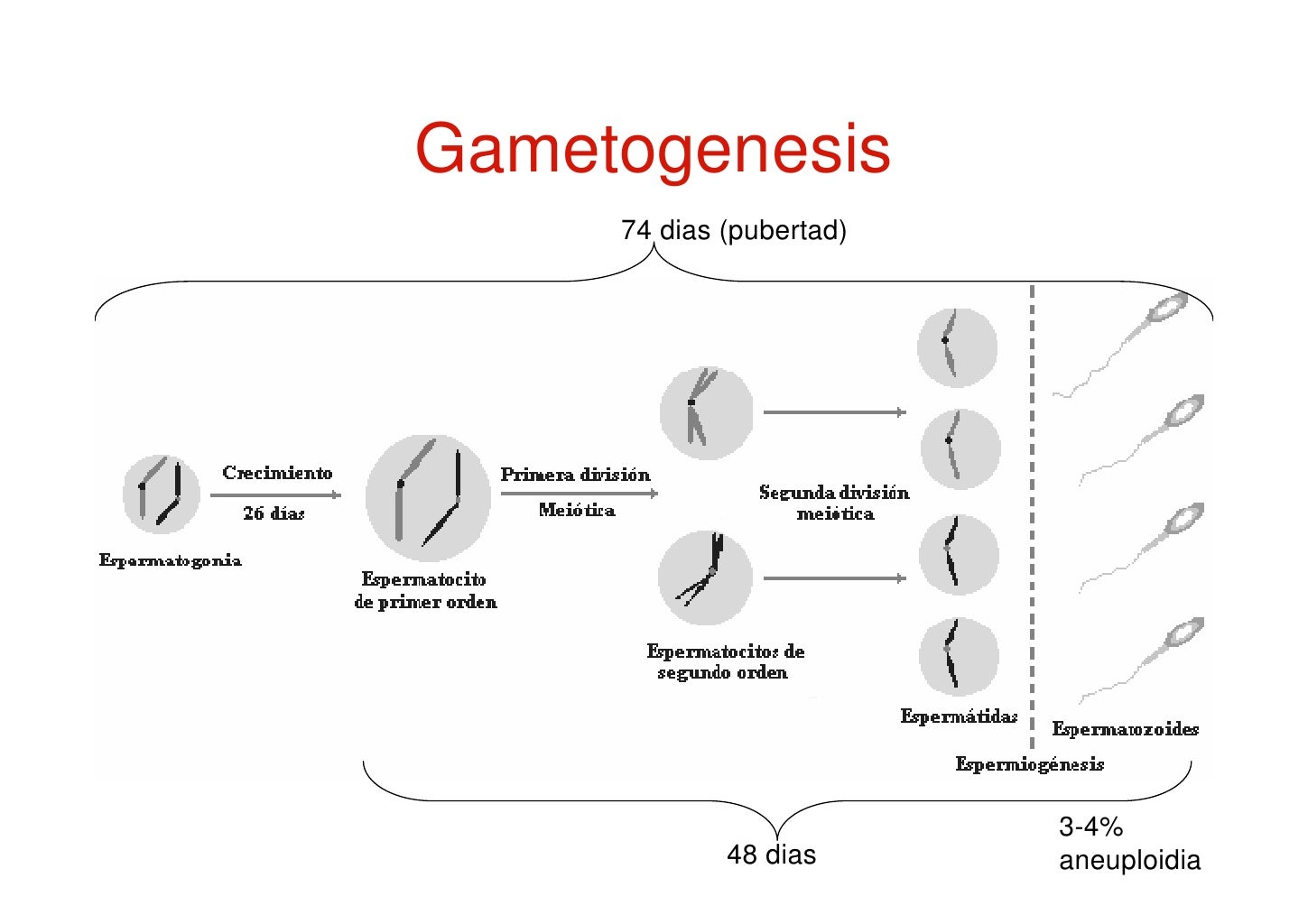 Gametogenesis2