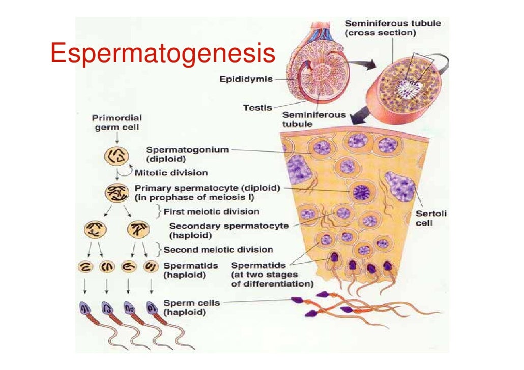 MEIOSIS, ESPERMATOGENESIS Y OVOGENESIS - High School
