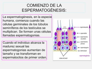 GAMETOGÉNESIS | PDF