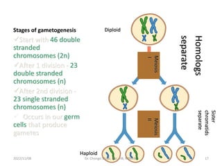 Gametogenesis 2nd.pdf
