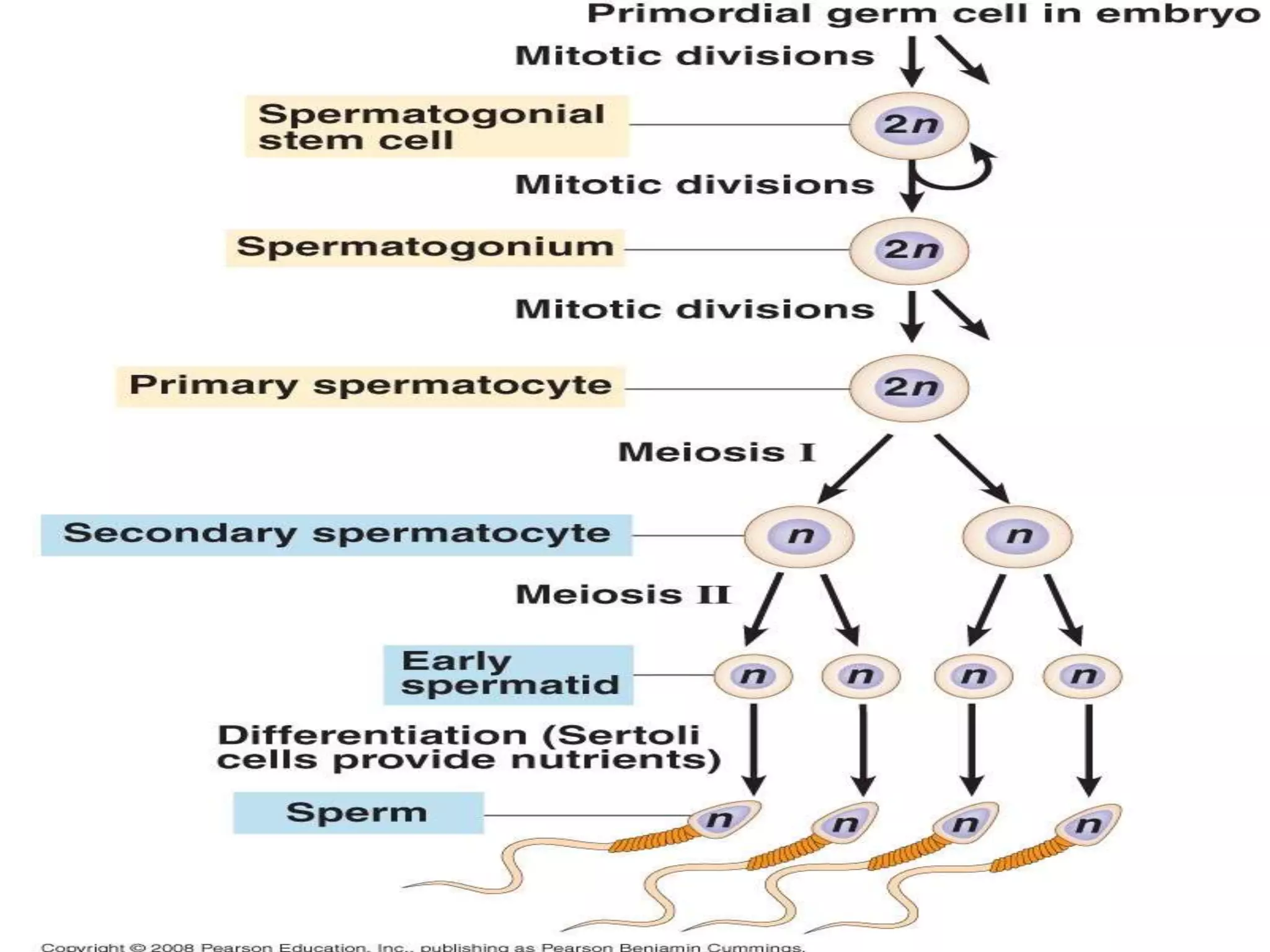 Gametogenesis and fertilization | PPTX