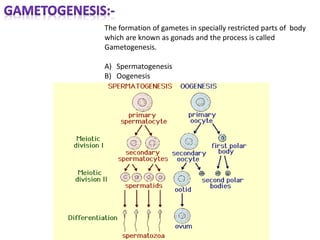 Gametogenesis by Dr. panakj W. Chaudhari | PPT