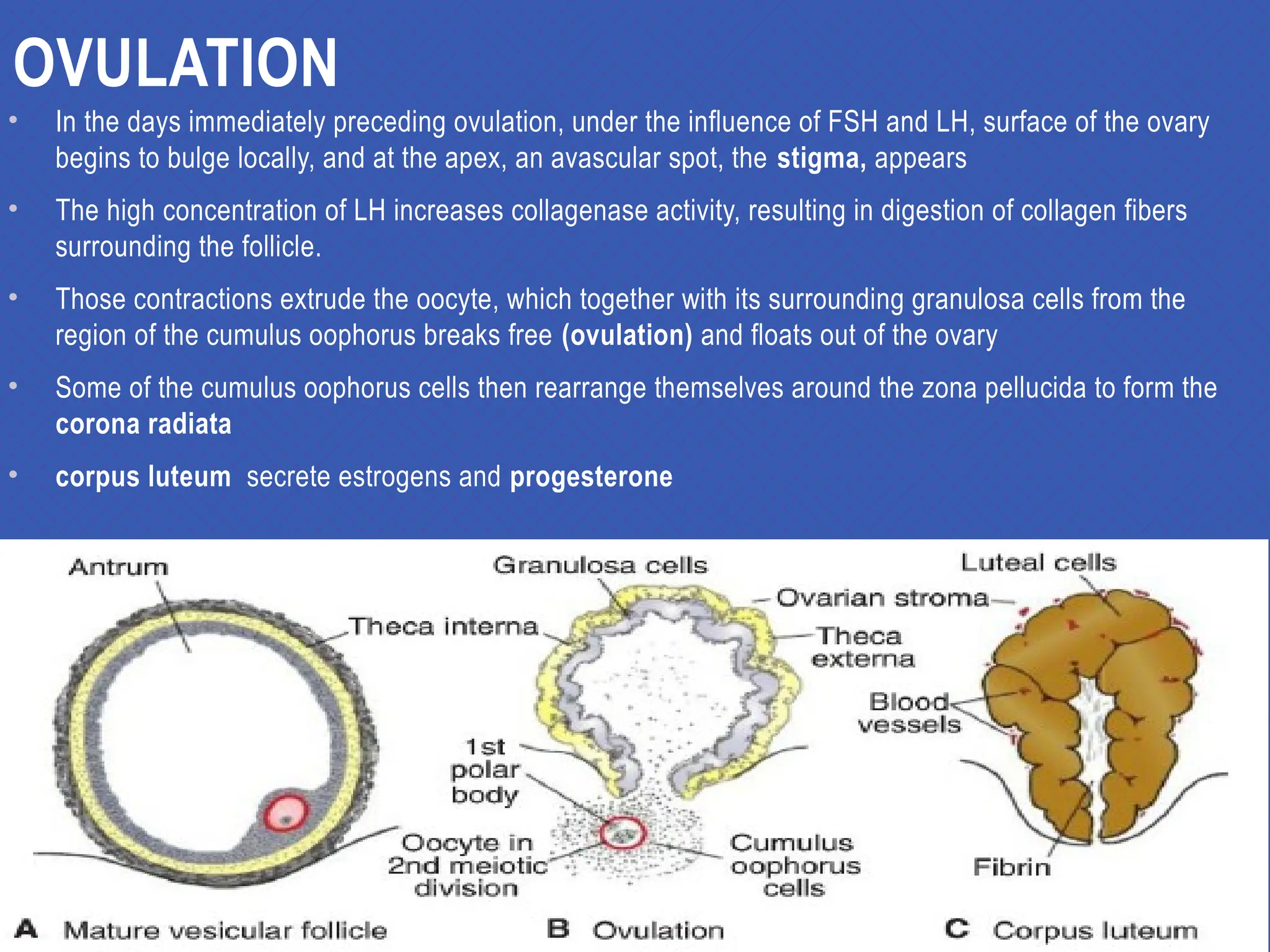 GAMETOGENESIS CONVERSION OF GERM CELLS INTO MALE AND FEMALE GAMATES-1.pptx