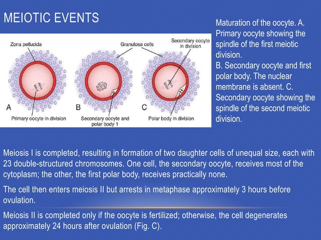 GAMETOGENESIS CONVERSION OF GERM CELLS INTO MALE AND FEMALE GAMATES-1.pptx