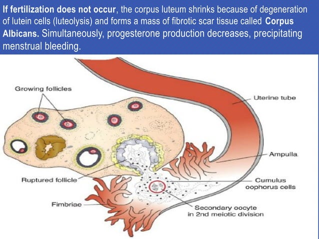 GAMETOGENESIS CONVERSION OF GERM CELLS INTO MALE AND FEMALE GAMATES-1.pptx