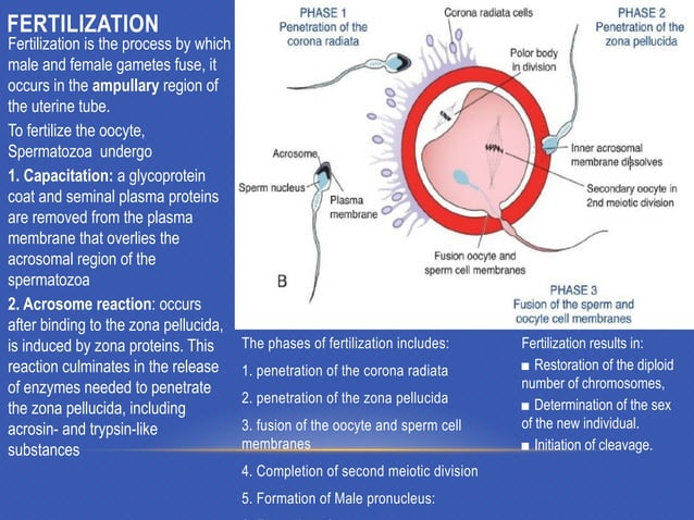 GAMETOGENESIS CONVERSION OF GERM CELLS INTO MALE AND FEMALE GAMATES-1.pptx