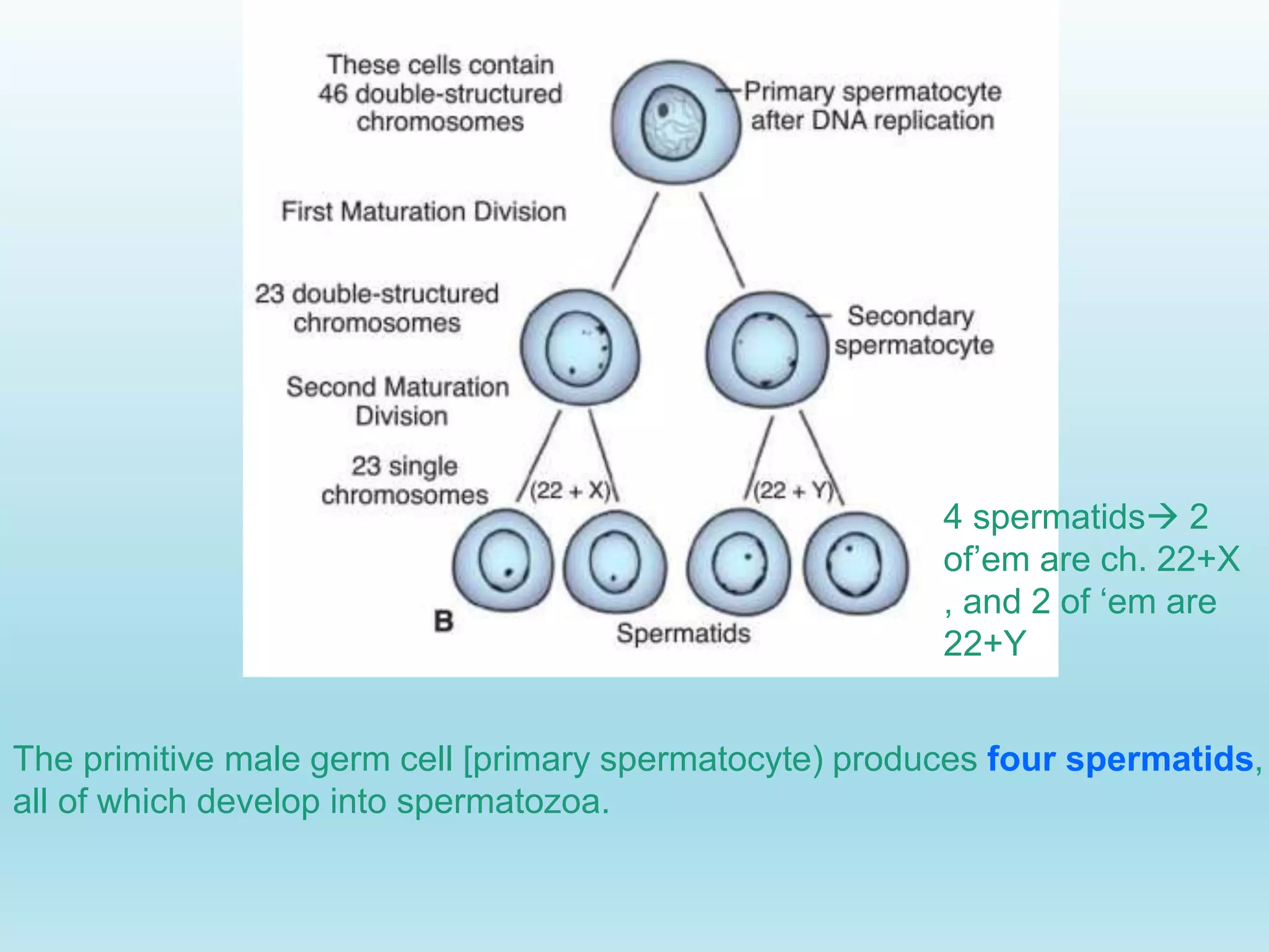 Gametogenesis conversion of germ cells into male and female gametes.ppt