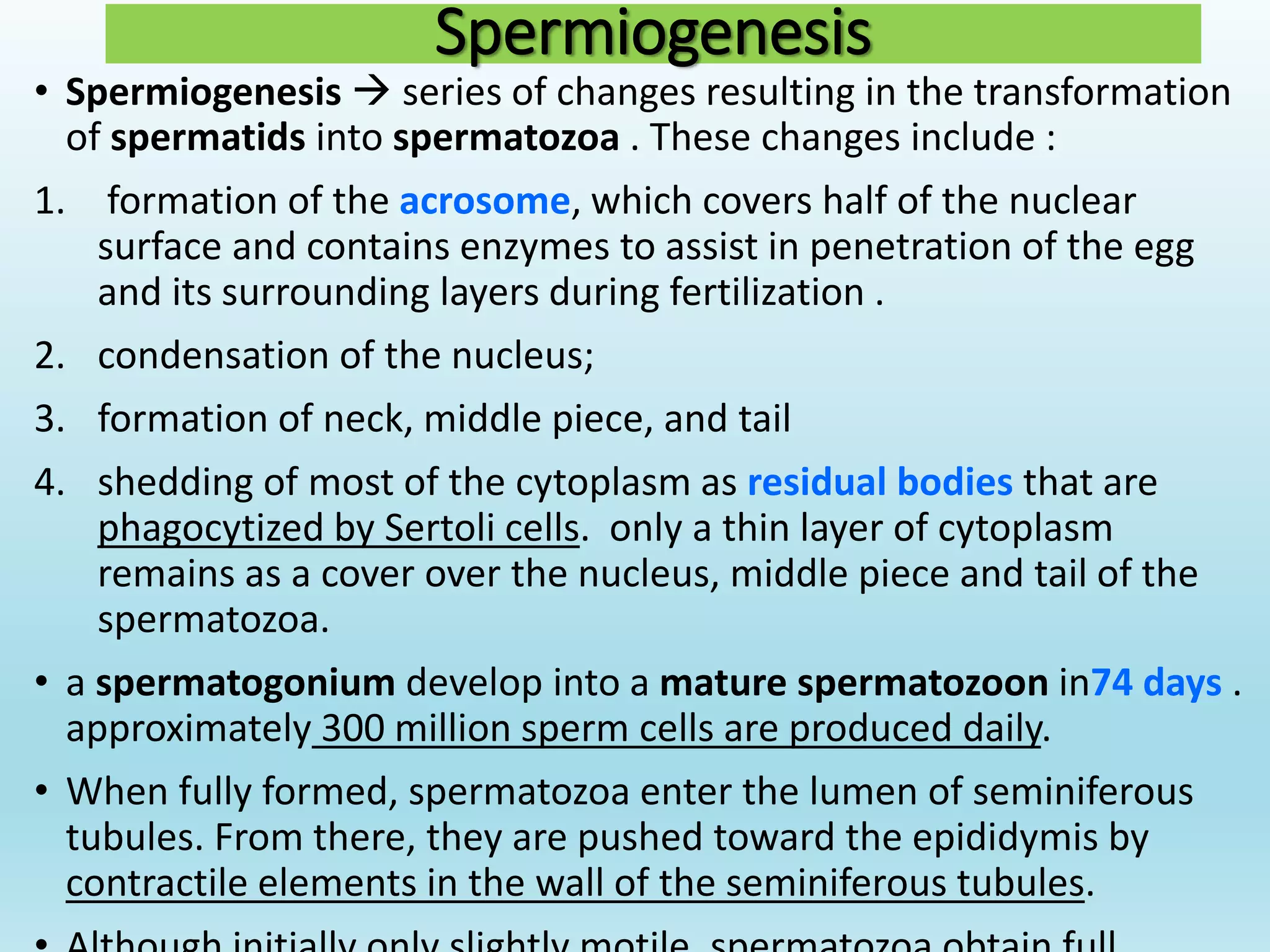 Gametogenesis conversion of germ cells into male and female gametes.ppt