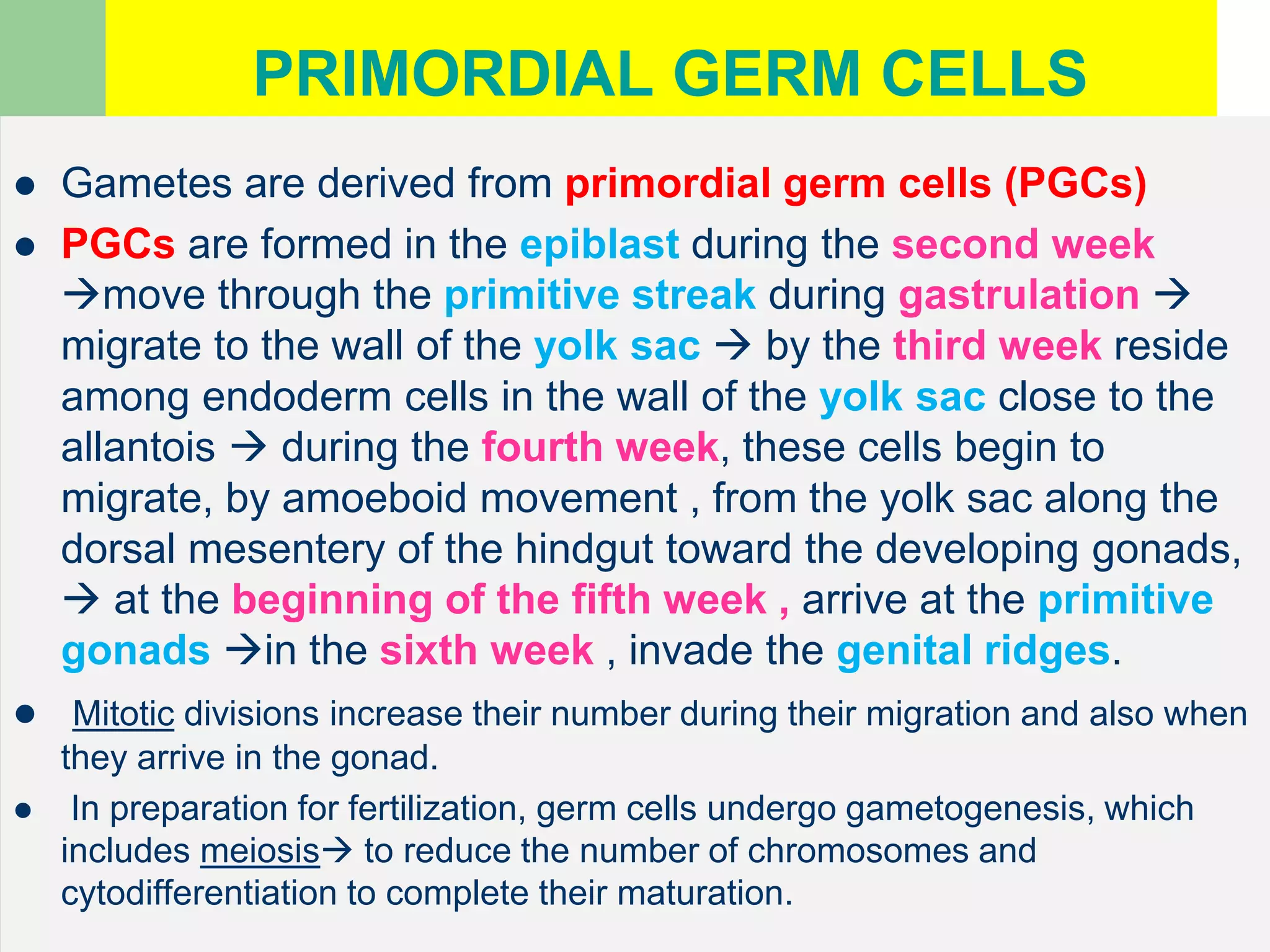 Gametogenesis conversion of germ cells into male and female gametes.ppt