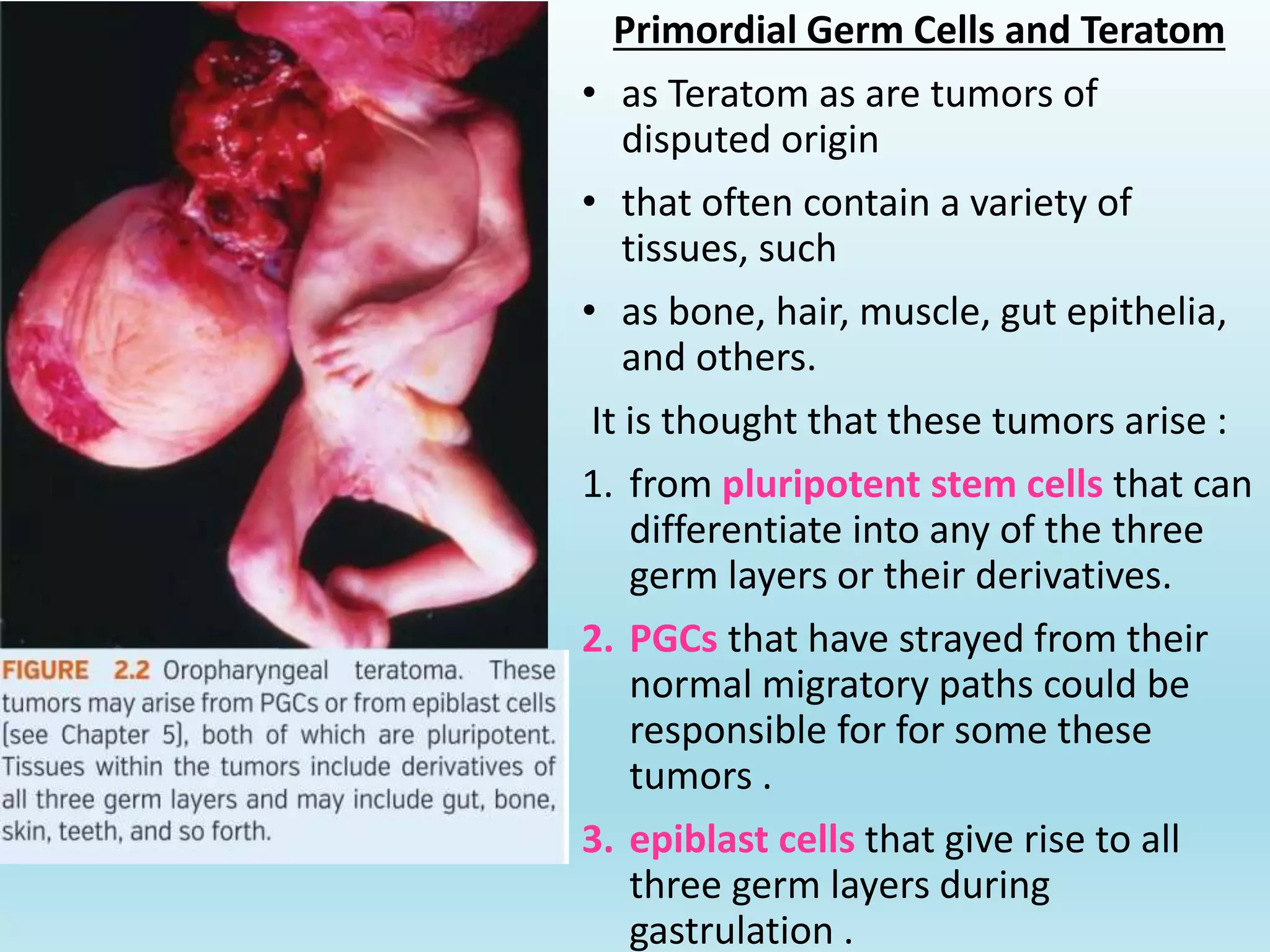 Gametogenesis conversion of germ cells into male and female gametes.ppt