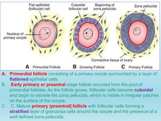 Gametogenesis conversion of germ cells into male and female gametes.ppt