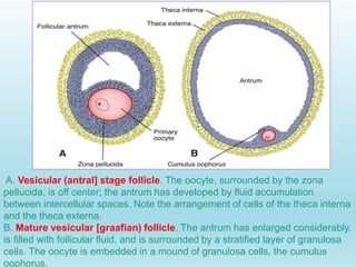 Gametogenesis conversion of germ cells into male and female gametes.ppt