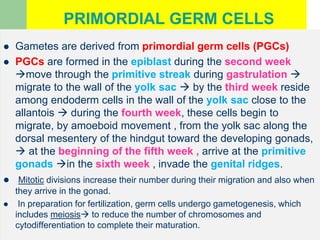 Gametogenesis conversion of germ cells into male and female gametes.ppt
