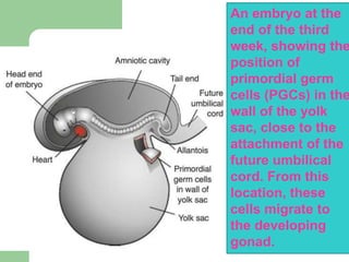 Gametogenesis conversion of germ cells into male and female gametes.ppt
