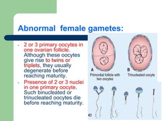 Gametogenesis conversion of germ cells into male and female gametes.ppt