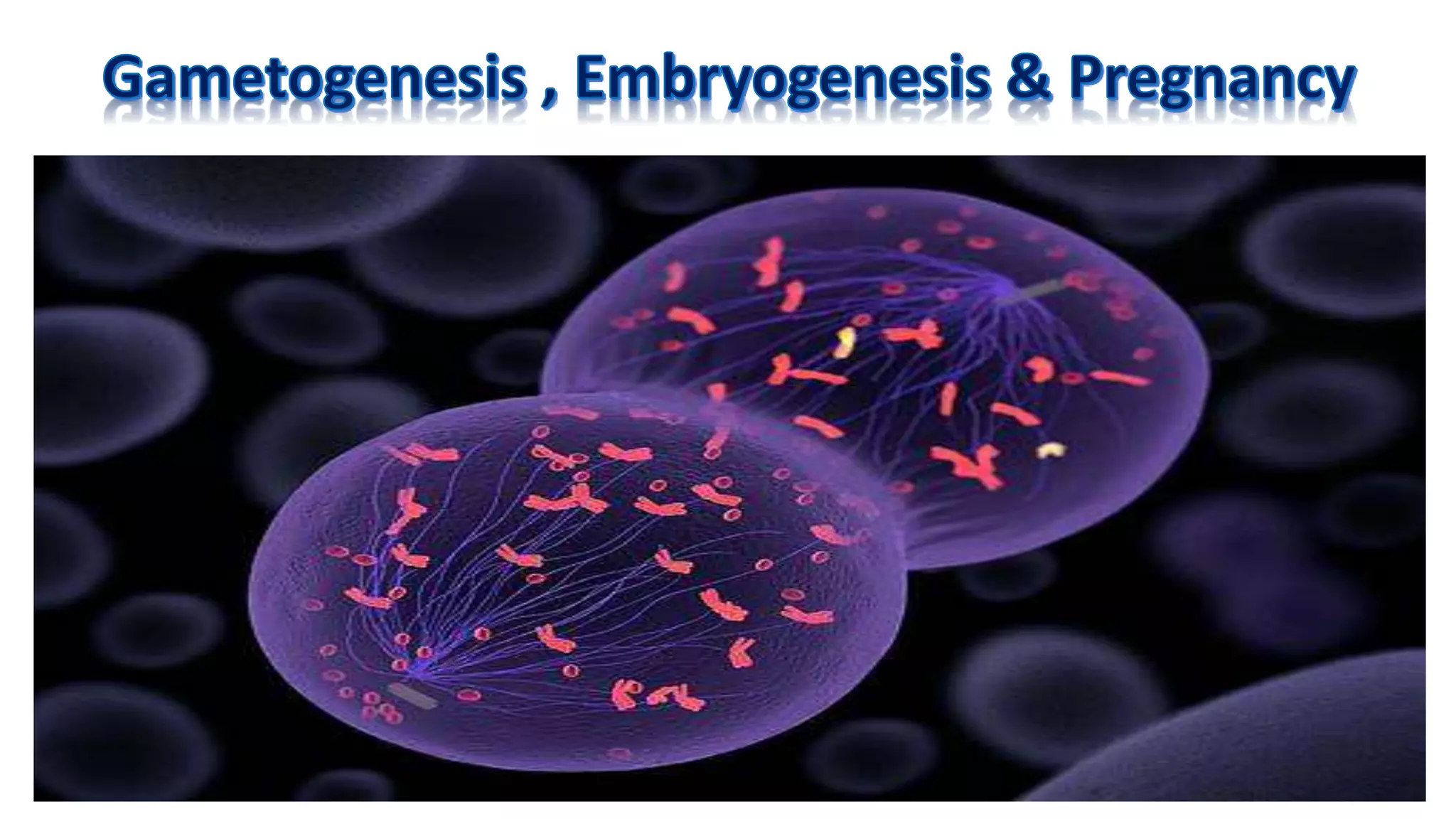 Gametogenesis ,Embryogenesis & Pregnancy By Noman Ahmad | PPTX