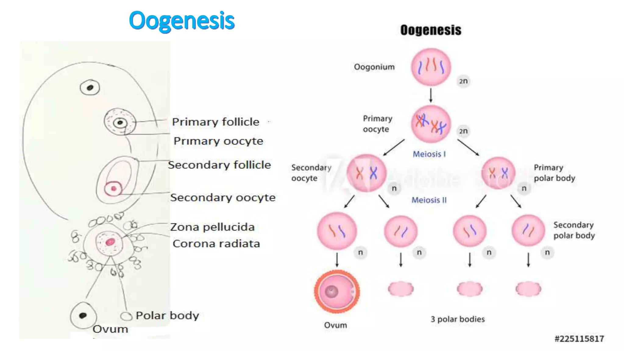 Gametogenesis ,Embryogenesis & Pregnancy By Noman Ahmad | PPTX