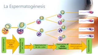 Gametogénesis: espermatogénesis y ovogénesis | PPTX