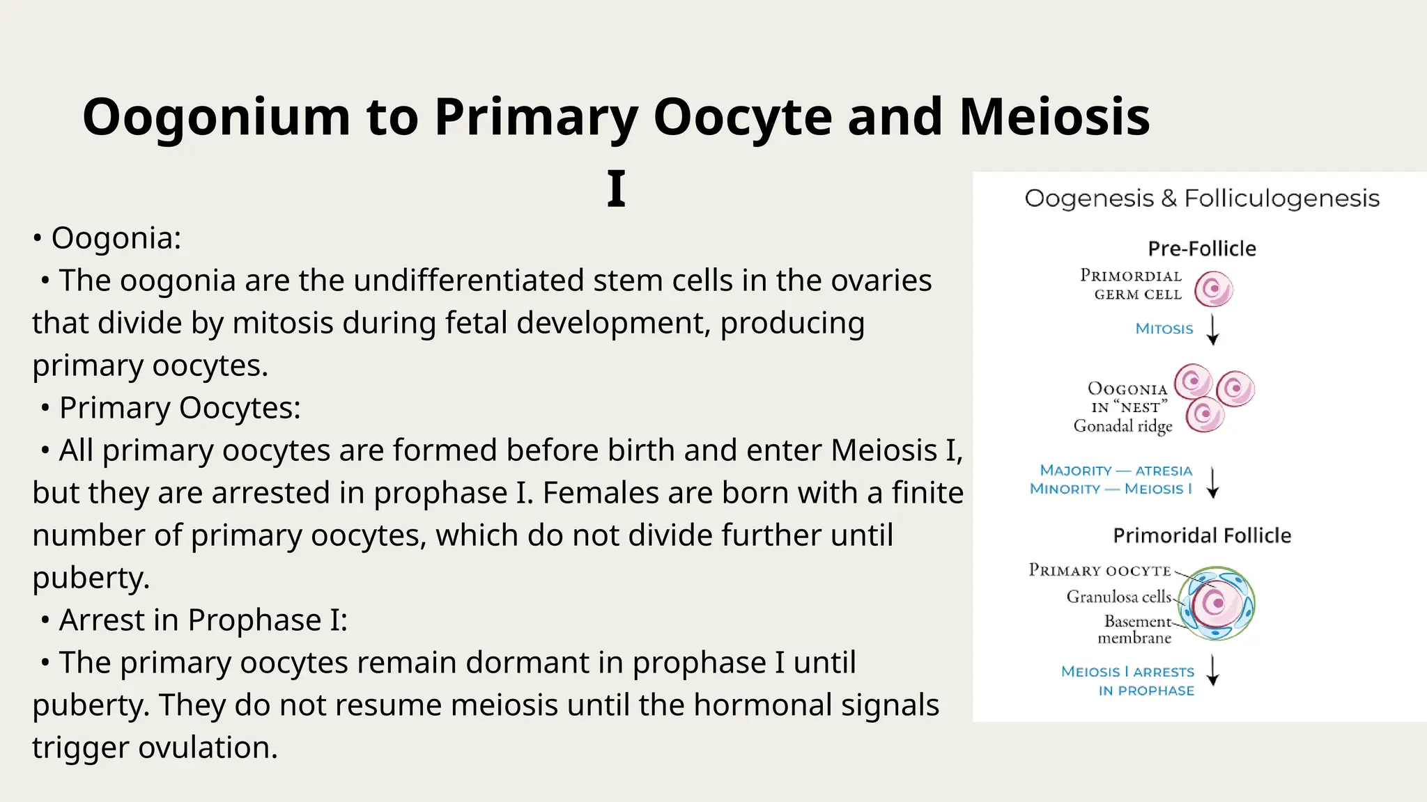 Gametogenesis , Fertilisation , Implantation and Early Development of ...