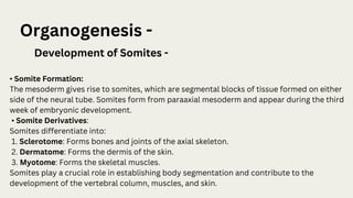 Gametogenesis , Fertilisation , Implantation and Early Development of ...